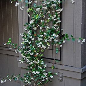 AMPLEX Confederate Jasmine Vine Live Plant, 3 gallon, Creeping Vine