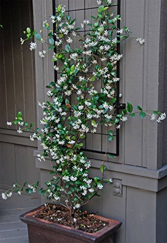 AMPLEX Confederate Jasmine Vine Live Plant, 3 gallon, Creeping Vine