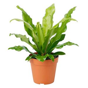 american plant exchange live japanese bird’s nest fern plant, plant pot for home and garden decor, 6″ pot