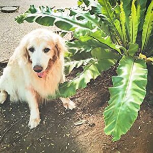 American Plant Exchange Live Japanese Bird’s Nest Fern Plant, Plant Pot for Home and Garden Decor, 6" Pot