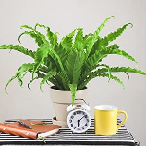 American Plant Exchange Live Japanese Bird’s Nest Fern Plant, Plant Pot for Home and Garden Decor, 6" Pot