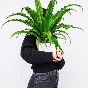 American Plant Exchange Live Japanese Bird’s Nest Fern Plant, Plant Pot for Home and Garden Decor, 6" Pot