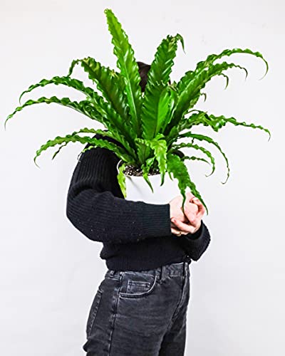 American Plant Exchange Live Japanese Bird’s Nest Fern Plant, Plant Pot for Home and Garden Decor, 6" Pot