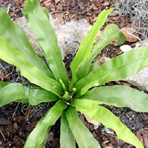 American Plant Exchange Live Japanese Bird’s Nest Fern Plant, Plant Pot for Home and Garden Decor, 6" Pot