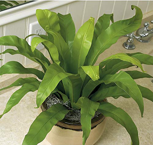 American Plant Exchange Live Japanese Bird’s Nest Fern Plant, Plant Pot for Home and Garden Decor, 6" Pot