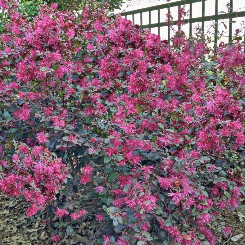 TriStar Plants - Ruby Loropetalum- 1 Gallon, 3'-4'ft Tall Potted Plant, Healthy Established Roots, Fast Growing Trees, Fall Color, Evergreen, Loropetalum chinense