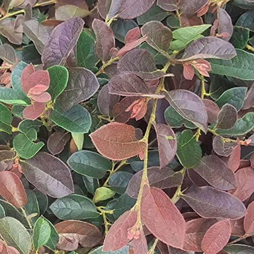 TriStar Plants - Ruby Loropetalum- 1 Gallon, 3'-4'ft Tall Potted Plant, Healthy Established Roots, Fast Growing Trees, Fall Color, Evergreen, Loropetalum chinense