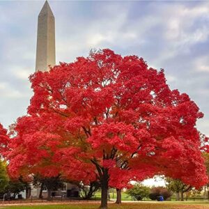 froze red maple tree – 12-16inch tall seedling – quart pot – live plant – acer rubrum