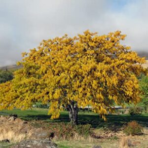 Honey Locust Tree Live Plant, 2-3' Tall Plant, Fast Growing, Tree Plant for Garden