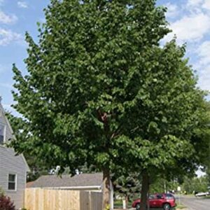 Brighter Blooms - Hybrid Poplar Tree - Live Shade Trees, 5-6 Feet, No Shipping to AZ