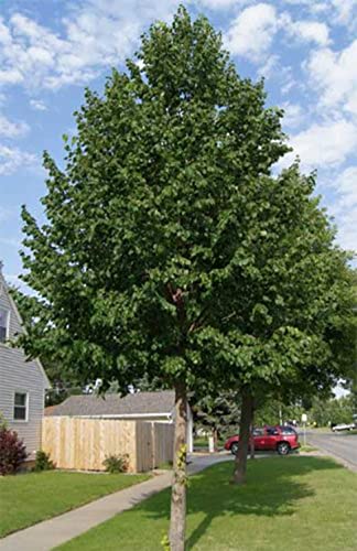 Brighter Blooms - Hybrid Poplar Tree - Live Shade Trees, 5-6 Feet, No Shipping to AZ