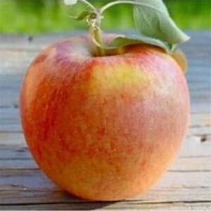 1 Honeycrisp Apple Tree, 15+inch, Fast Growing Fruit for Orchards - Read Ad