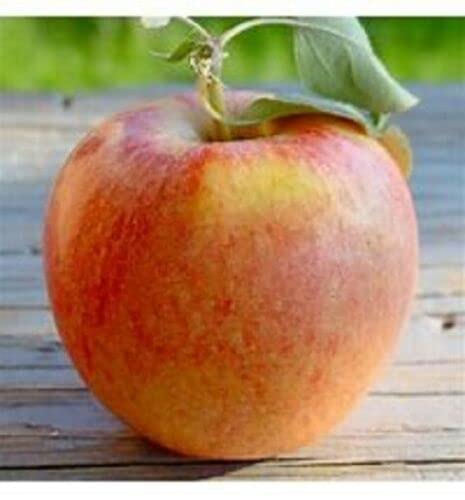 1 Honeycrisp Apple Tree, 15+inch, Fast Growing Fruit for Orchards - Read Ad