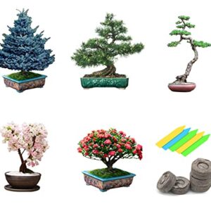 Bonsai Tree Seeds kit 5 Varieties of Non GMO Heirloom Bonsai Starter Kit , Blue Spruce, Black Pine, Sakura Seeds, Redwood Tree, Flame Tree, 5pcs Plant Markers, 5pcs Seeding Soil Block