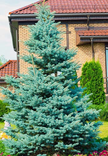 Bonsai Tree Seeds kit 5 Varieties of Non GMO Heirloom Bonsai Starter Kit , Blue Spruce, Black Pine, Sakura Seeds, Redwood Tree, Flame Tree, 5pcs Plant Markers, 5pcs Seeding Soil Block