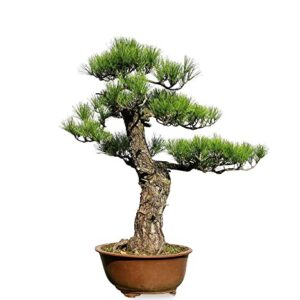 Bonsai Tree Seeds kit 5 Varieties of Non GMO Heirloom Bonsai Starter Kit , Blue Spruce, Black Pine, Sakura Seeds, Redwood Tree, Flame Tree, 5pcs Plant Markers, 5pcs Seeding Soil Block