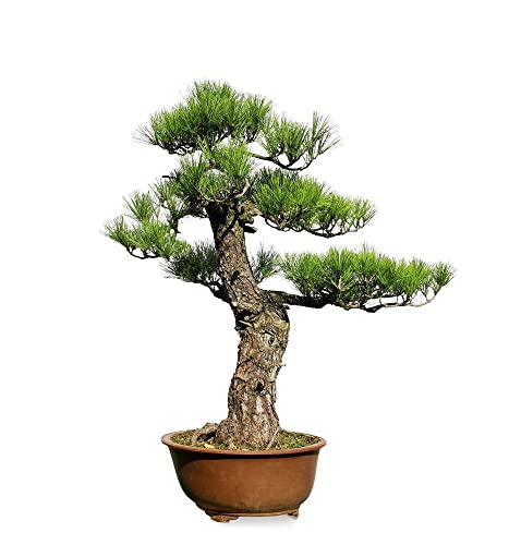 Bonsai Tree Seeds kit 5 Varieties of Non GMO Heirloom Bonsai Starter Kit , Blue Spruce, Black Pine, Sakura Seeds, Redwood Tree, Flame Tree, 5pcs Plant Markers, 5pcs Seeding Soil Block