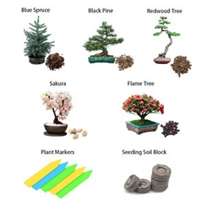 Bonsai Tree Seeds kit 5 Varieties of Non GMO Heirloom Bonsai Starter Kit , Blue Spruce, Black Pine, Sakura Seeds, Redwood Tree, Flame Tree, 5pcs Plant Markers, 5pcs Seeding Soil Block