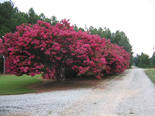 Large Tuscarora Tree Crape Myrtle, Matures 25ft+, Large Watermelon Red Flower Clusters, Most Popular Crape Myrtle, Excellent Shade Tree, Ships 2-4ft Tall, Well Rooted in Pot with Soil (15)