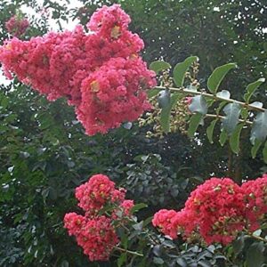 Large Tuscarora Tree Crape Myrtle, Matures 25ft+, Large Watermelon Red Flower Clusters, Most Popular Crape Myrtle, Excellent Shade Tree, Ships 2-4ft Tall, Well Rooted in Pot with Soil (15)