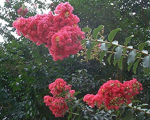 Large Tuscarora Tree Crape Myrtle, Matures 25ft+, Large Watermelon Red Flower Clusters, Most Popular Crape Myrtle, Excellent Shade Tree, Ships 2-4ft Tall, Well Rooted in Pot with Soil (15)