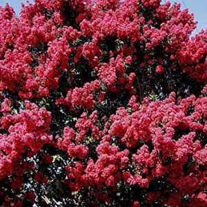 Large Tuscarora Tree Crape Myrtle, Matures 25ft+, Large Watermelon Red Flower Clusters, Most Popular Crape Myrtle, Excellent Shade Tree, Ships 2-4ft Tall, Well Rooted in Pot with Soil (15)