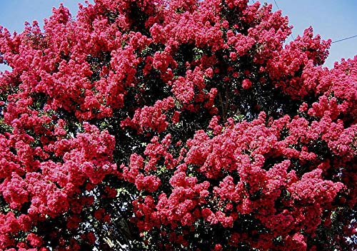 Large Tuscarora Tree Crape Myrtle, Matures 25ft+, Large Watermelon Red Flower Clusters, Most Popular Crape Myrtle, Excellent Shade Tree, Ships 2-4ft Tall, Well Rooted in Pot with Soil (15)