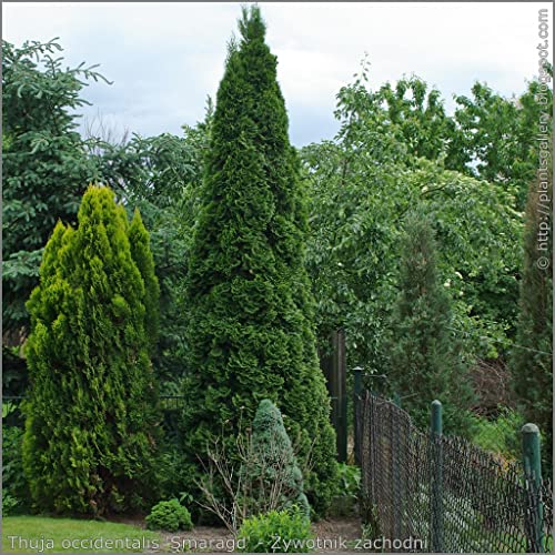 10 Thuja Green Giant Arborvitae 8-12" tall trees