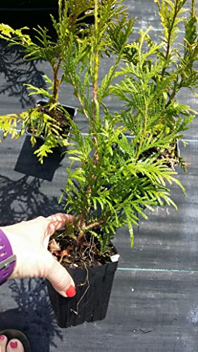 10 Thuja Green Giant Arborvitae 8-12" tall trees