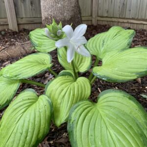 guacamole hosta – tristar plants – plantain lily – 1 quart pot, healthy established roots, shade garden plant, fast growing tree, attracts pollinators