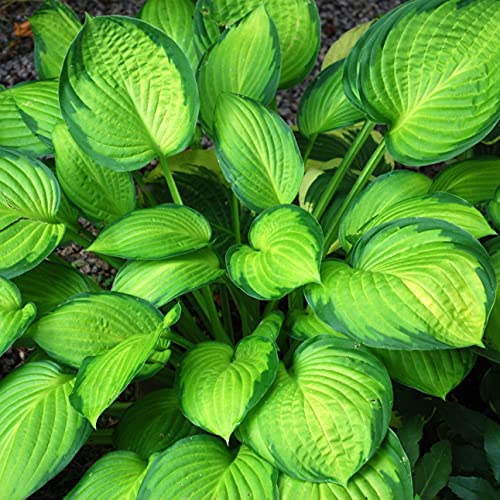 Guacamole Hosta - TriStar Plants - Plantain Lily - 1 Quart Pot, Healthy Established Roots, Shade Garden Plant, Fast Growing Tree, Attracts Pollinators