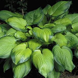 Guacamole Hosta - TriStar Plants - Plantain Lily - 1 Quart Pot, Healthy Established Roots, Shade Garden Plant, Fast Growing Tree, Attracts Pollinators