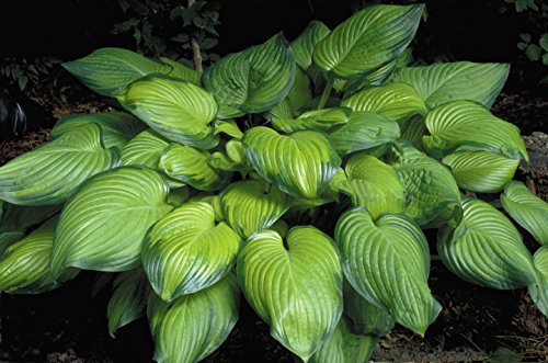 Guacamole Hosta - TriStar Plants - Plantain Lily - 1 Quart Pot, Healthy Established Roots, Shade Garden Plant, Fast Growing Tree, Attracts Pollinators