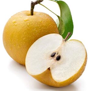 Asian Pear 10 Seeds - Chinese Sand Pear Seeds, Pyrus Pyrifolia Seeds, Edible Fruit Tree Seeds for Planting, Asian Pear Tree Plant Fast Growing, Asian Fruit Tree Seeds