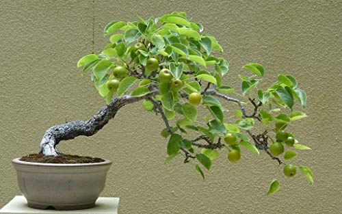 Asian Pear 10 Seeds - Chinese Sand Pear Seeds, Pyrus Pyrifolia Seeds, Edible Fruit Tree Seeds for Planting, Asian Pear Tree Plant Fast Growing, Asian Fruit Tree Seeds