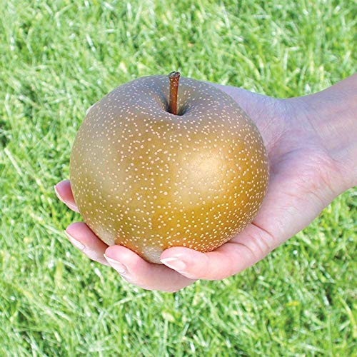 Asian Pear 10 Seeds - Chinese Sand Pear Seeds, Pyrus Pyrifolia Seeds, Edible Fruit Tree Seeds for Planting, Asian Pear Tree Plant Fast Growing, Asian Fruit Tree Seeds