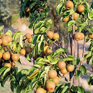 Asian Pear 10 Seeds - Chinese Sand Pear Seeds, Pyrus Pyrifolia Seeds, Edible Fruit Tree Seeds for Planting, Asian Pear Tree Plant Fast Growing, Asian Fruit Tree Seeds