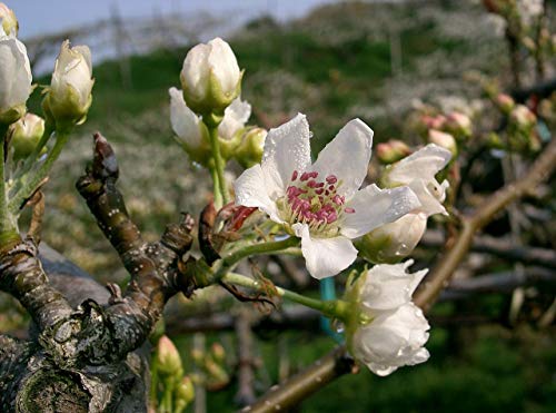 Asian Pear 10 Seeds - Chinese Sand Pear Seeds, Pyrus Pyrifolia Seeds, Edible Fruit Tree Seeds for Planting, Asian Pear Tree Plant Fast Growing, Asian Fruit Tree Seeds