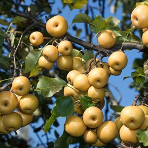 Asian Pear 10 Seeds - Chinese Sand Pear Seeds, Pyrus Pyrifolia Seeds, Edible Fruit Tree Seeds for Planting, Asian Pear Tree Plant Fast Growing, Asian Fruit Tree Seeds