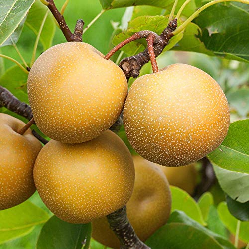 Asian Pear 10 Seeds - Chinese Sand Pear Seeds, Pyrus Pyrifolia Seeds, Edible Fruit Tree Seeds for Planting, Asian Pear Tree Plant Fast Growing, Asian Fruit Tree Seeds