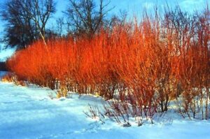 4 flame willow tree cuttings – vibrant orange and red bark – unique trees to grow