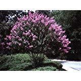 ez growing plants (3 gallon) purple crape myrtle-sensational pretty purple blossoms exceptionally fast grower