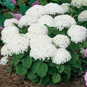 qauzuy garden 50 hydrangea seeds white hortensia – attractive hardy perennial flowering shrub bush tree – fast-growing striking showy accent landscape plant