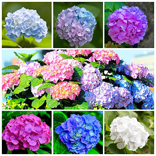 60+ Mixed Color Hydrangea Seeds for Planting, Giant Snowball Hydrangea Fast Growing Shrub, Flower Plant Wedding, Outdoor Garden - Potted Plants