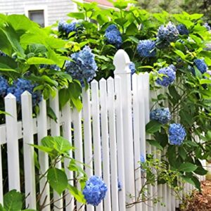 60+ Mixed Color Hydrangea Seeds for Planting, Giant Snowball Hydrangea Fast Growing Shrub, Flower Plant Wedding, Outdoor Garden - Potted Plants