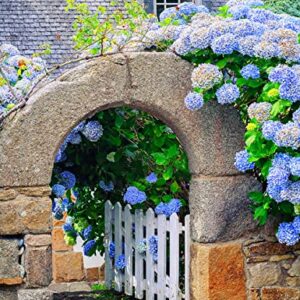 60+ Mixed Color Hydrangea Seeds for Planting, Giant Snowball Hydrangea Fast Growing Shrub, Flower Plant Wedding, Outdoor Garden - Potted Plants