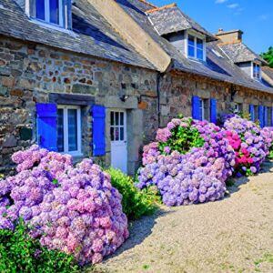 60+ Mixed Color Hydrangea Seeds for Planting, Giant Snowball Hydrangea Fast Growing Shrub, Flower Plant Wedding, Outdoor Garden - Potted Plants