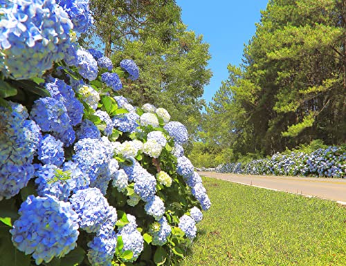 60+ Mixed Color Hydrangea Seeds for Planting, Giant Snowball Hydrangea Fast Growing Shrub, Flower Plant Wedding, Outdoor Garden - Potted Plants