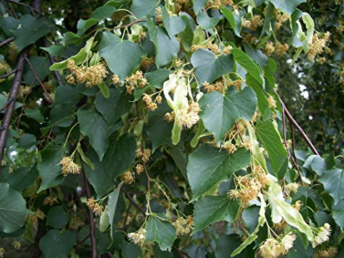 Basswood Tree, 1-2 Ft Tall Tree Live Plant, Fast Growing Deciduous Tree for Planting