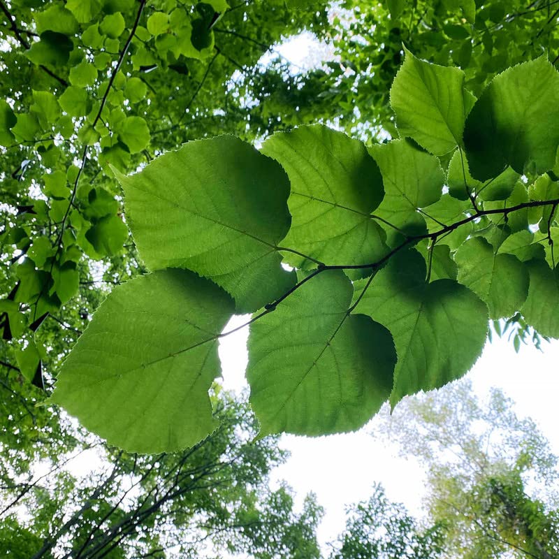 Basswood Tree, 1-2 Ft Tall Tree Live Plant, Fast Growing Deciduous Tree for Planting